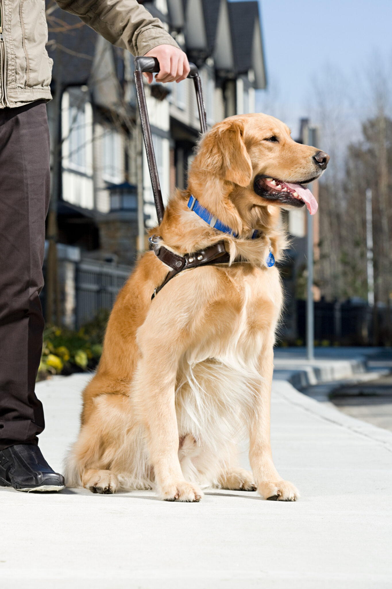 Service Animals Vs. Emotional Support Animals: Ferreting Out The Truth ...
