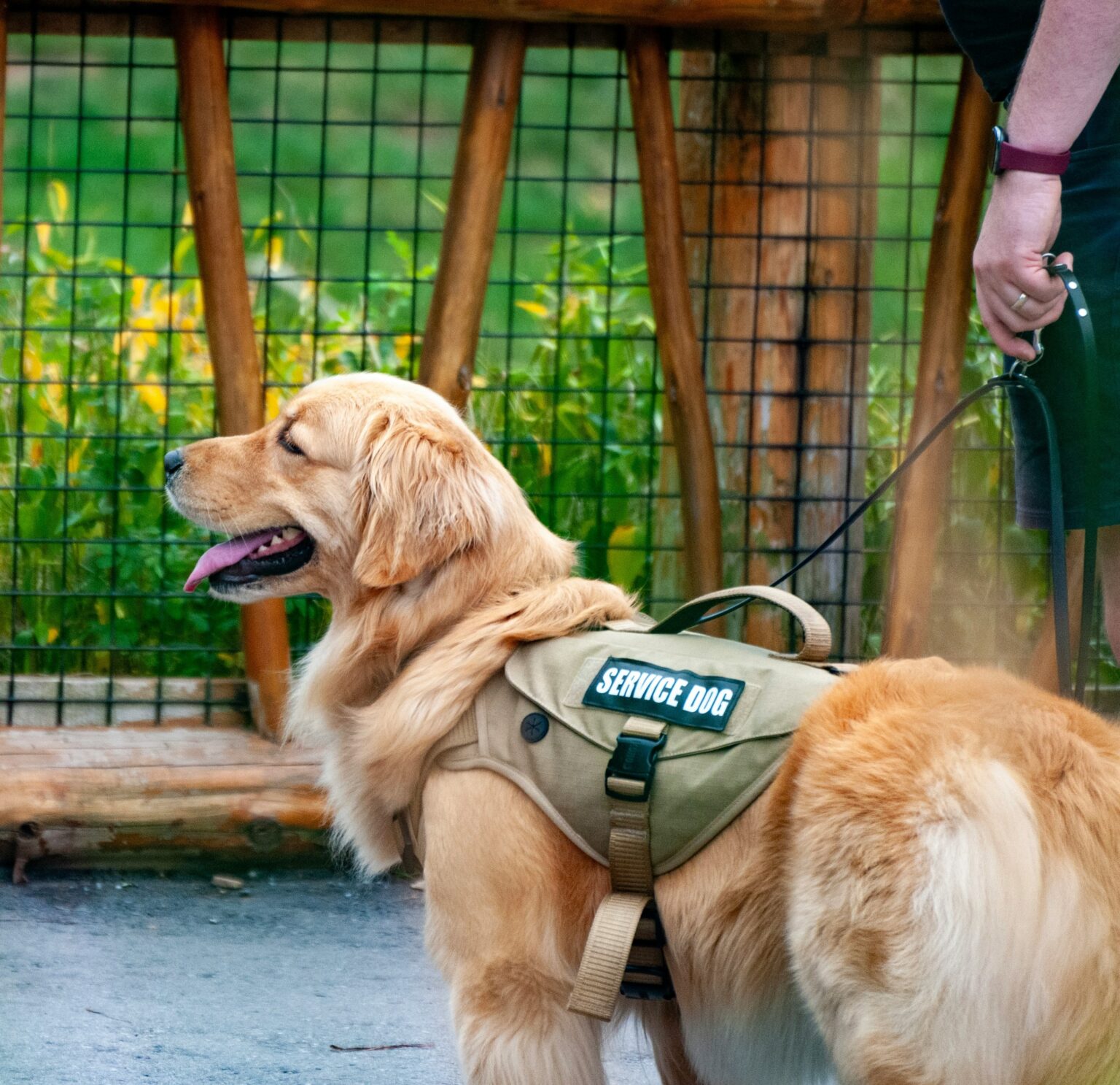 Can Businesses Exclude Service Animals Based on the Allergies of Others ...